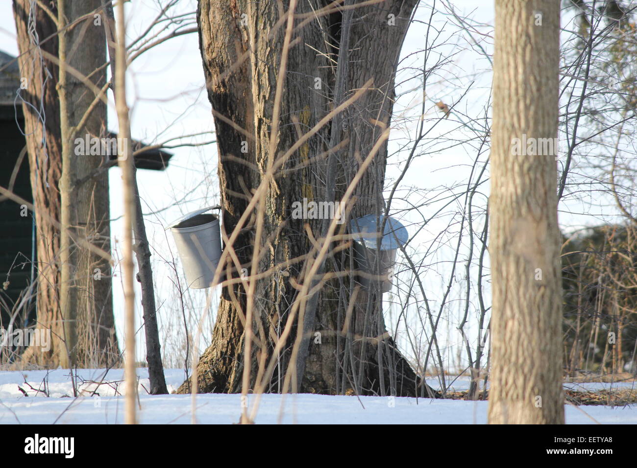 Metal sap bucket attached to a maple tree to catch sap drippings for ...