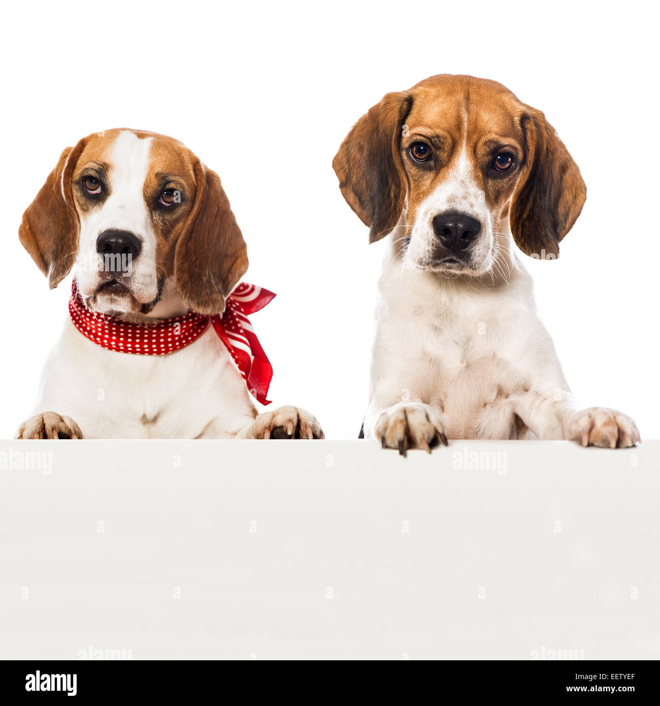 Beagles hi-res stock photography and images - Alamy