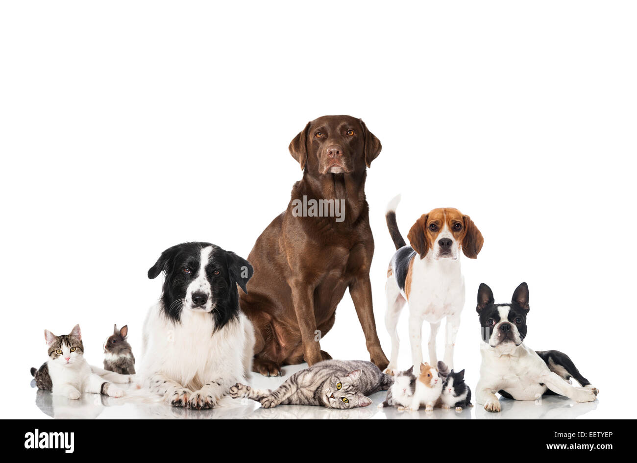 Group of dogs and cats hi-res stock photography and images - Alamy