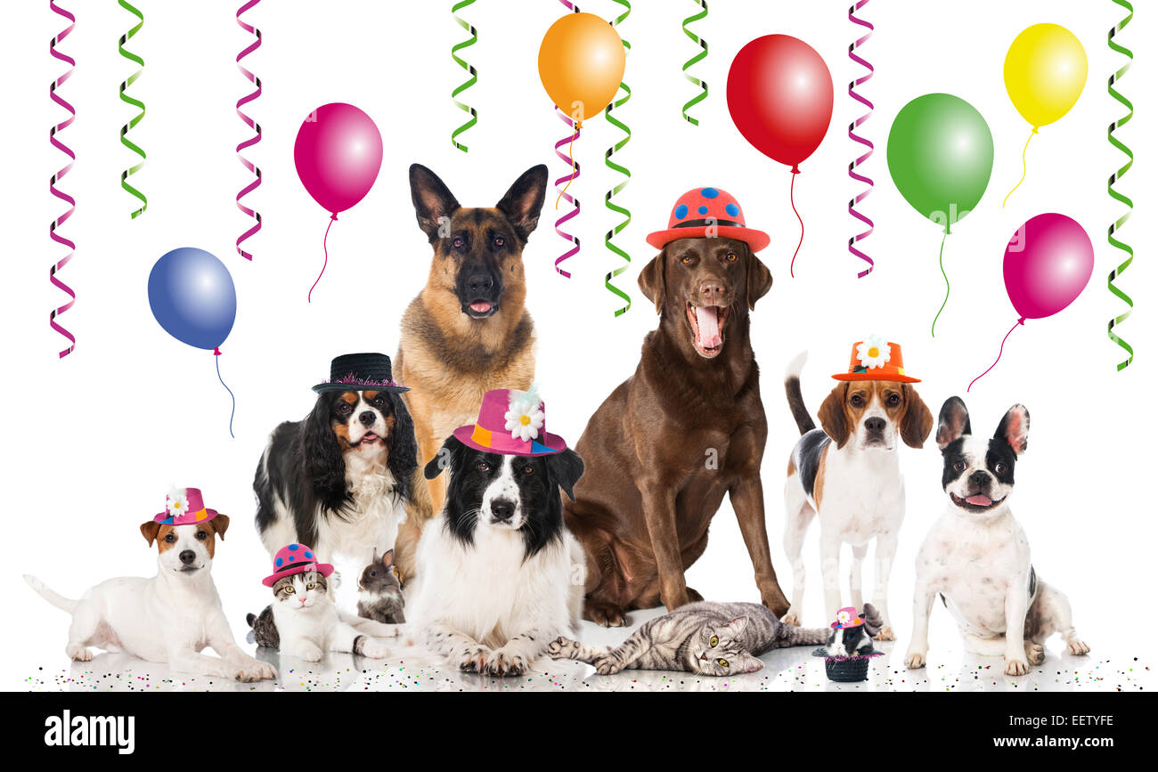 Dogs for carnival hi-res stock photography and images - Alamy