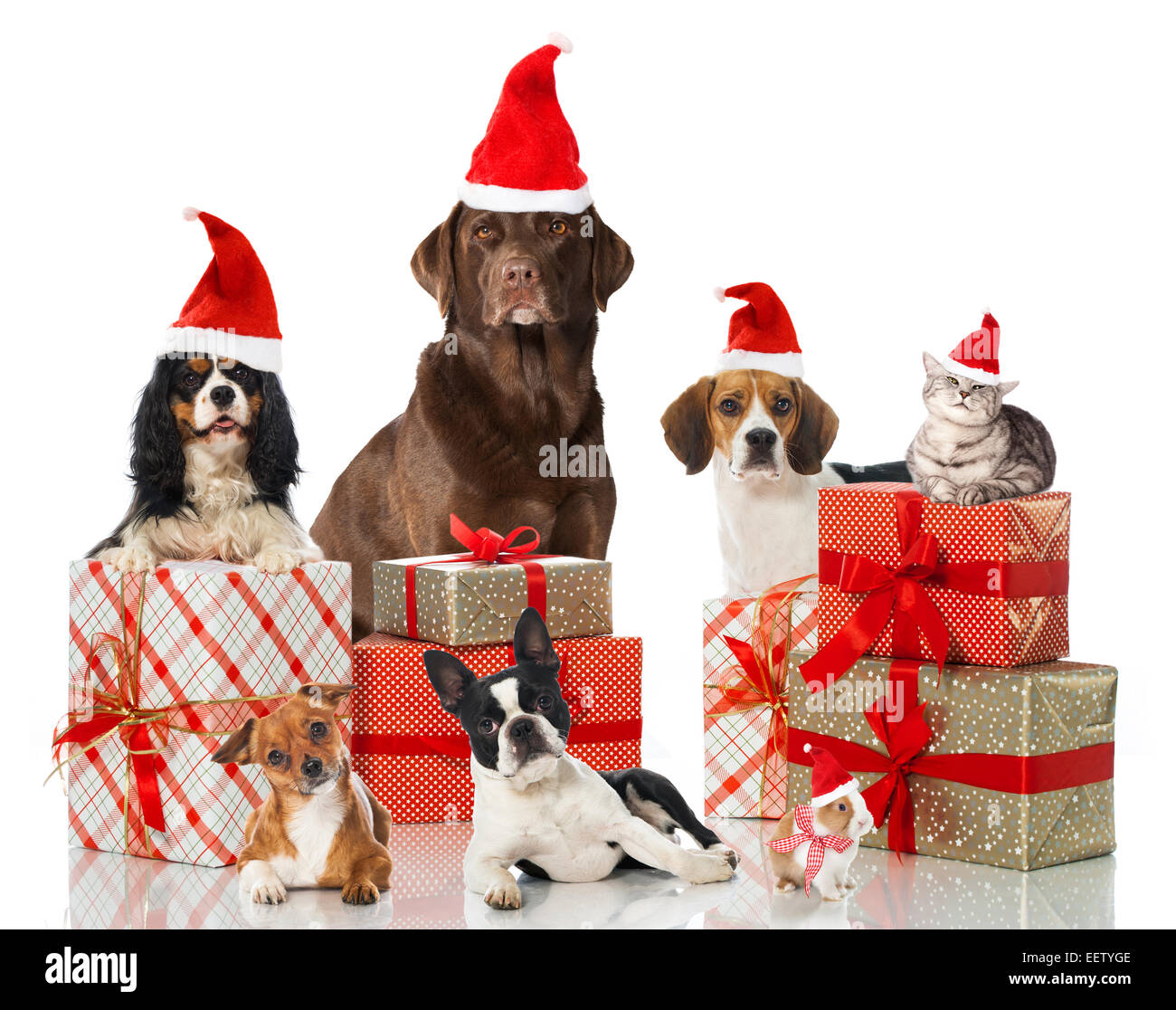 Christmas pets with gifts isolated on white Stock Photo - Alamy