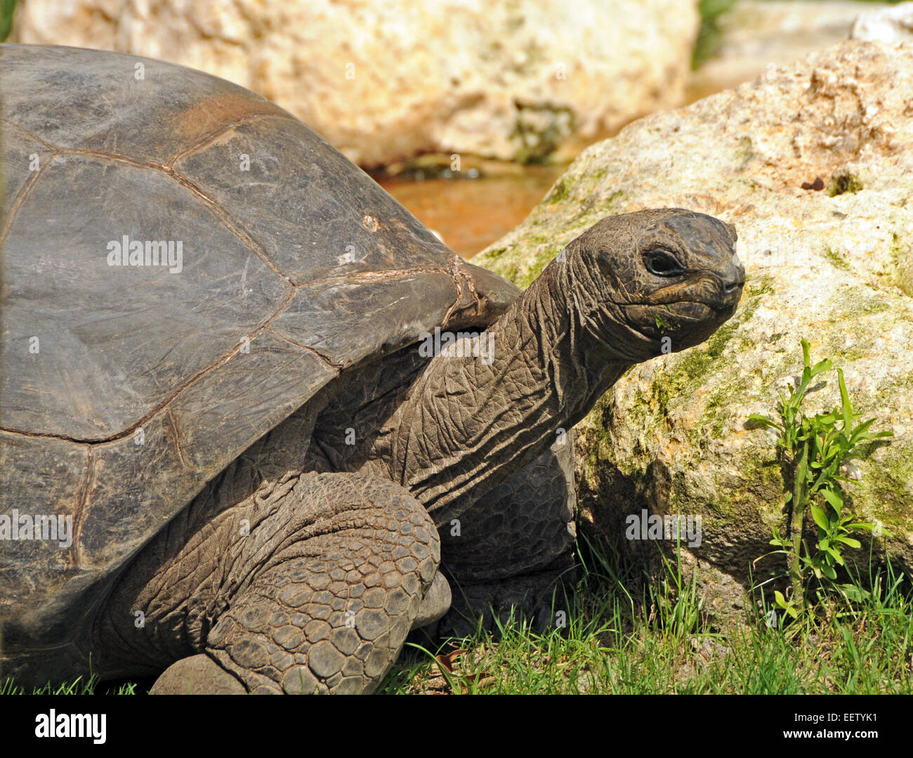 Giant land tortoise closeup portrait Stock Photo - Alamy