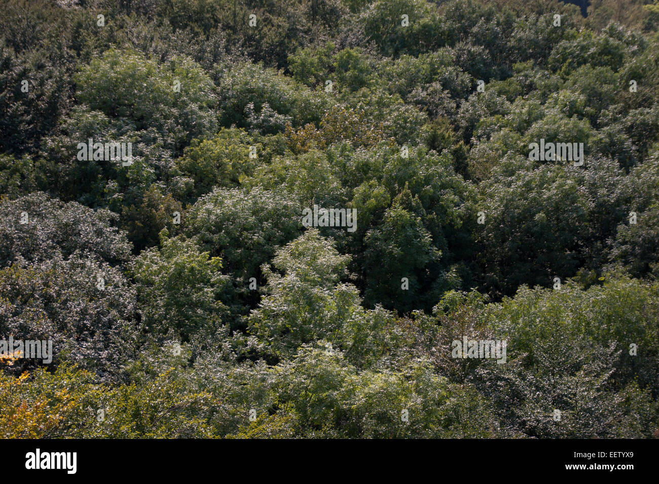 trees forest germany Stock Photo - Alamy