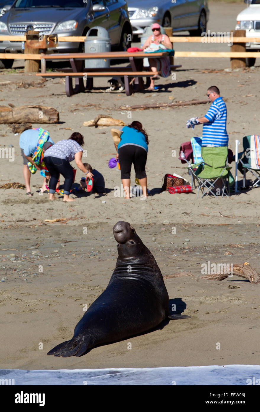 Elephant Seal Bull on Beach Stock Photo - Alamy