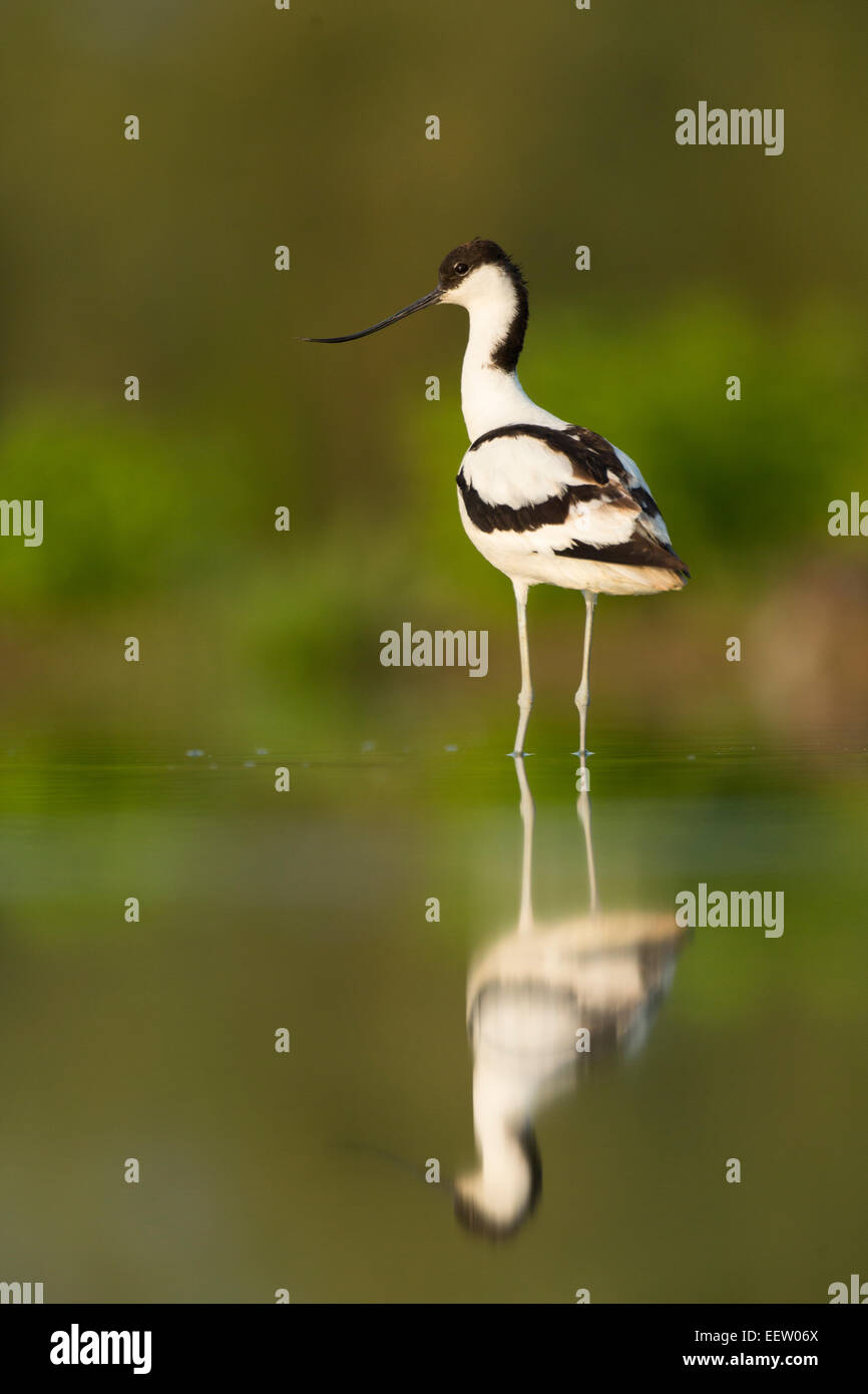 Pied avocet hi-res stock photography and images - Alamy