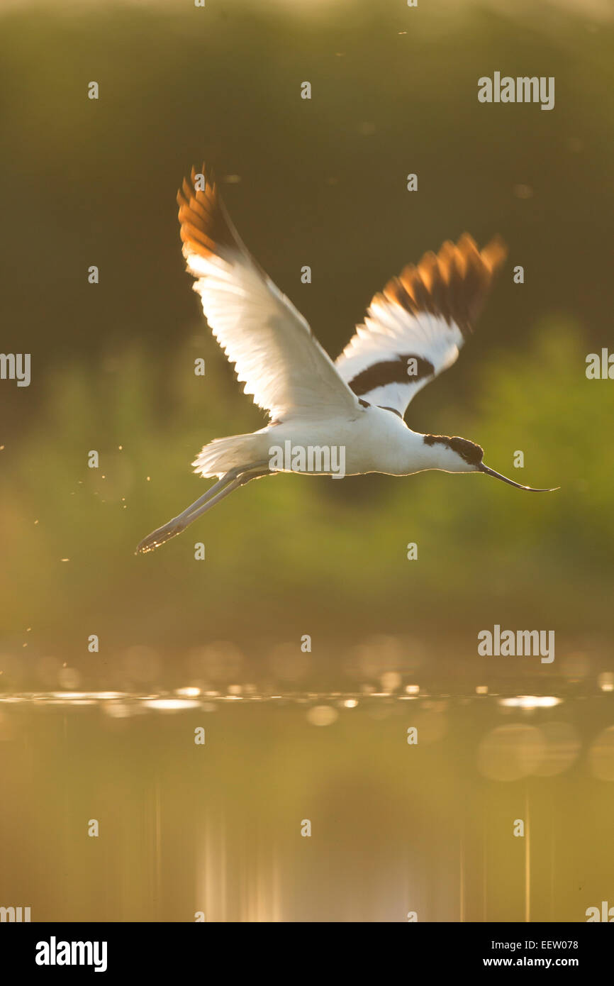 Avocet wings outstretched hi-res stock photography and images - Alamy