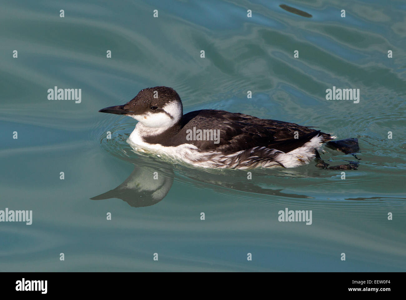 Common Murre Swimming Stock Photo - Alamy