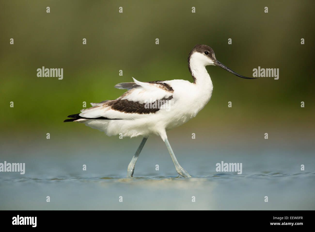 Eurasian avocet hi-res stock photography and images - Alamy