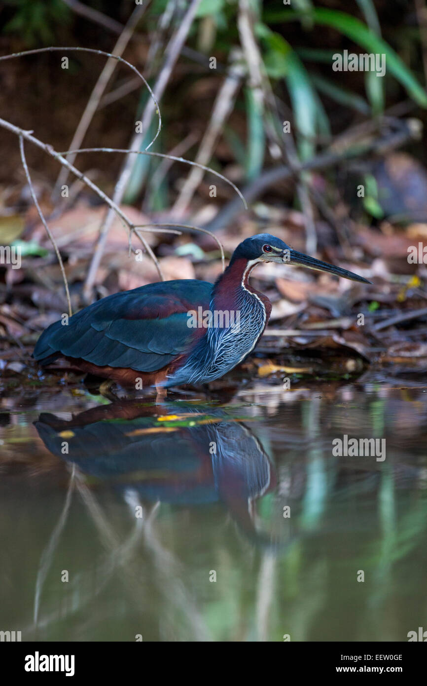 Agami heron hi-res stock photography and images - Alamy