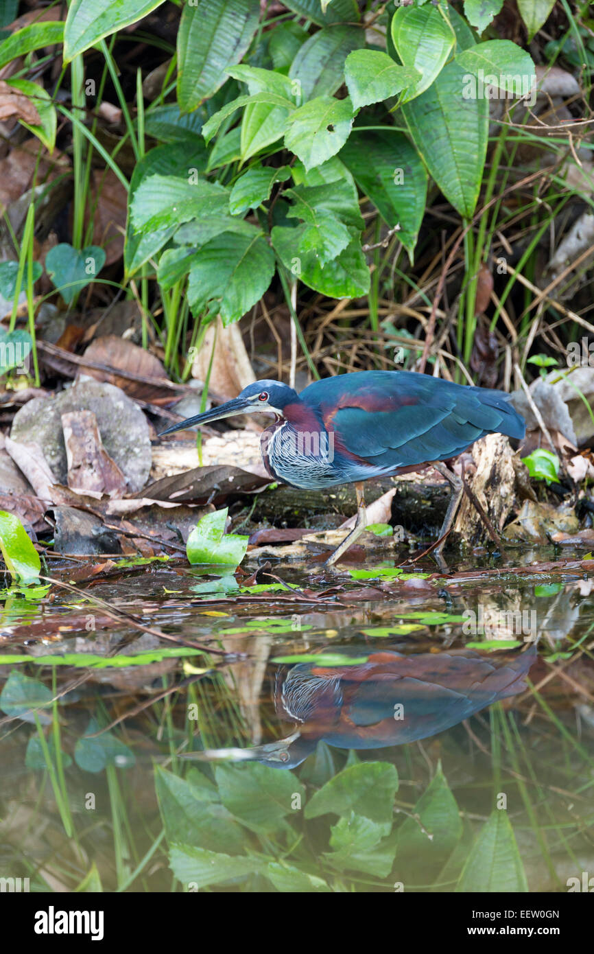 Chestnut bellied Agami Heron Agamia agami fishing alongside lagoon edge ...
