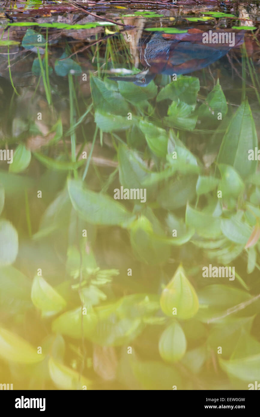 Agami bird hi-res stock photography and images - Alamy