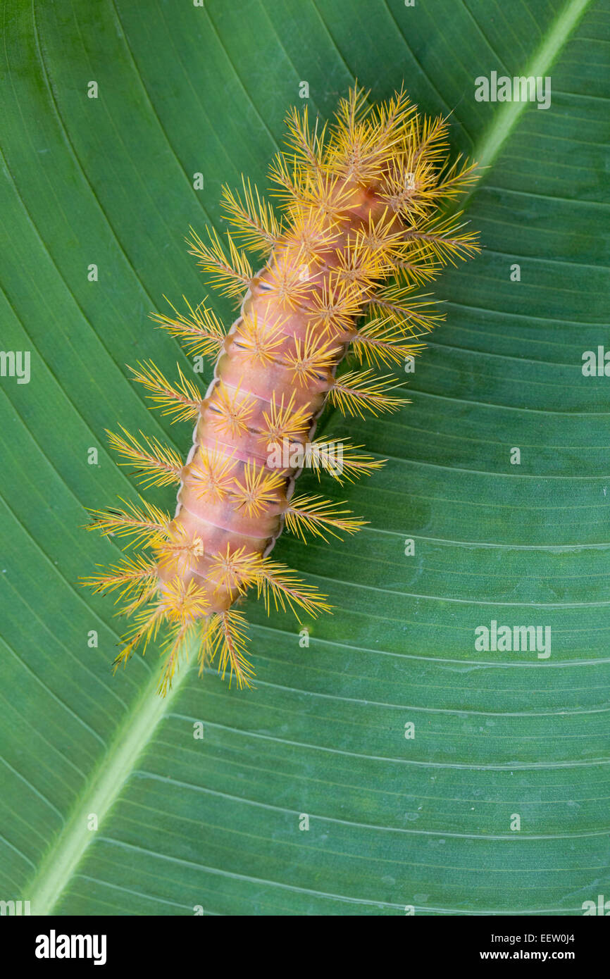 Automeris hi-res stock photography and images - Alamy