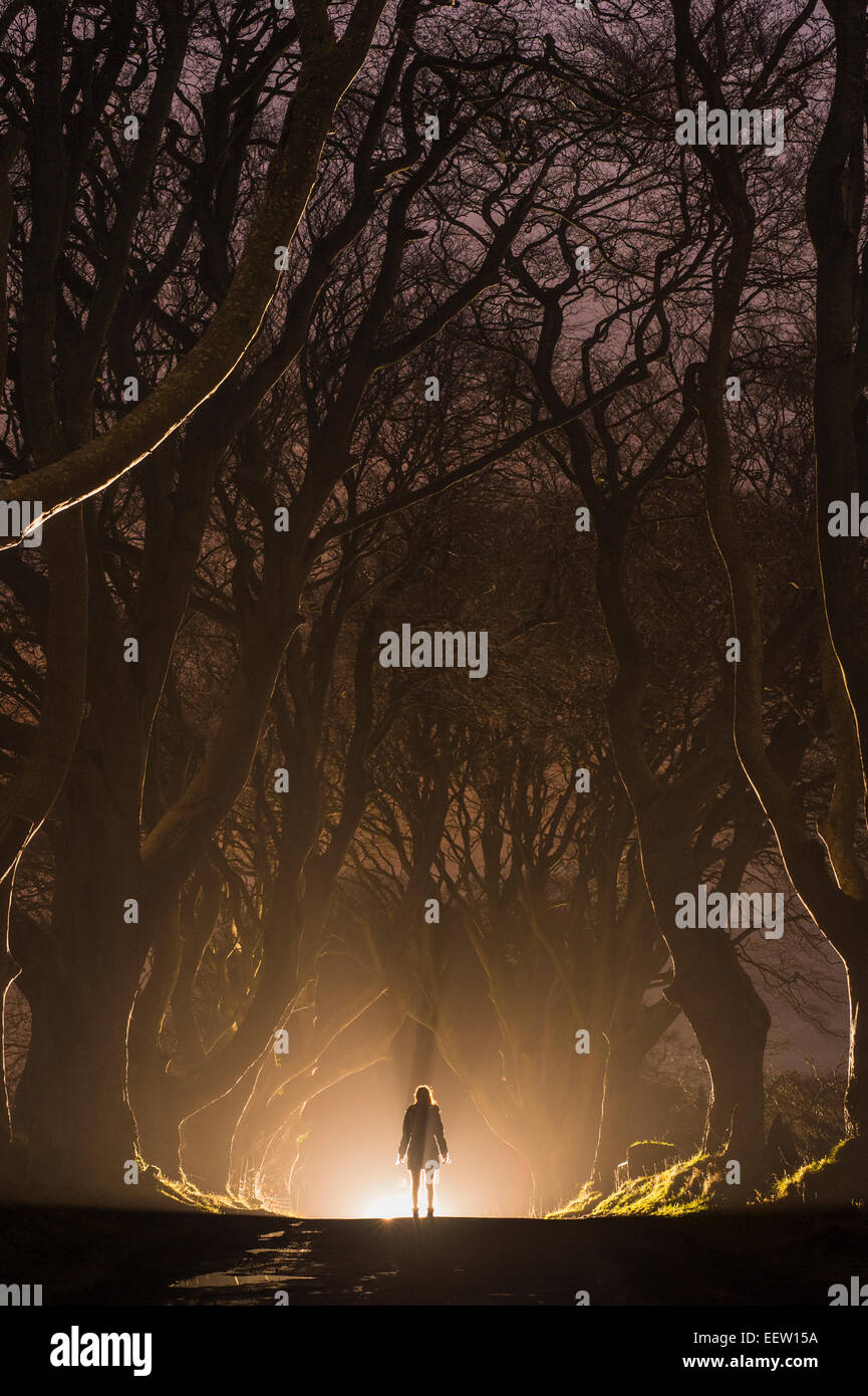 Dark Hedges in Northern Ireland a location for Game of Thrones Filming ...