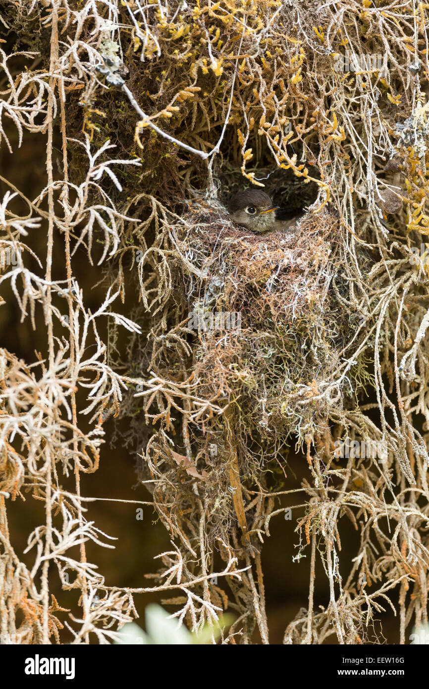 Adult Black-capped Flycatcher Empidonax atriceps sitting on nest in ...