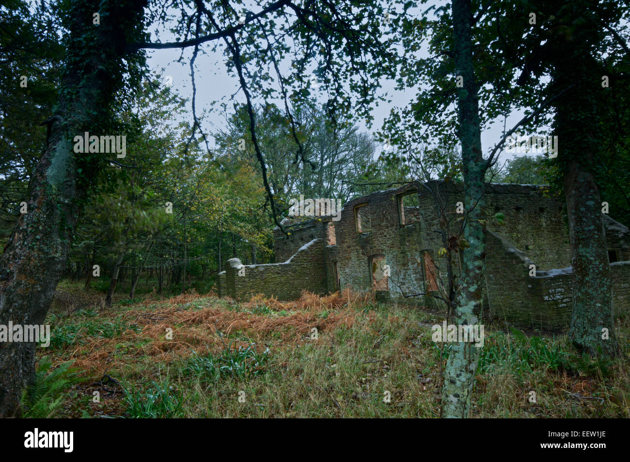 Abandoned house in the woods in the village of Tynham Stock Photo - Alamy