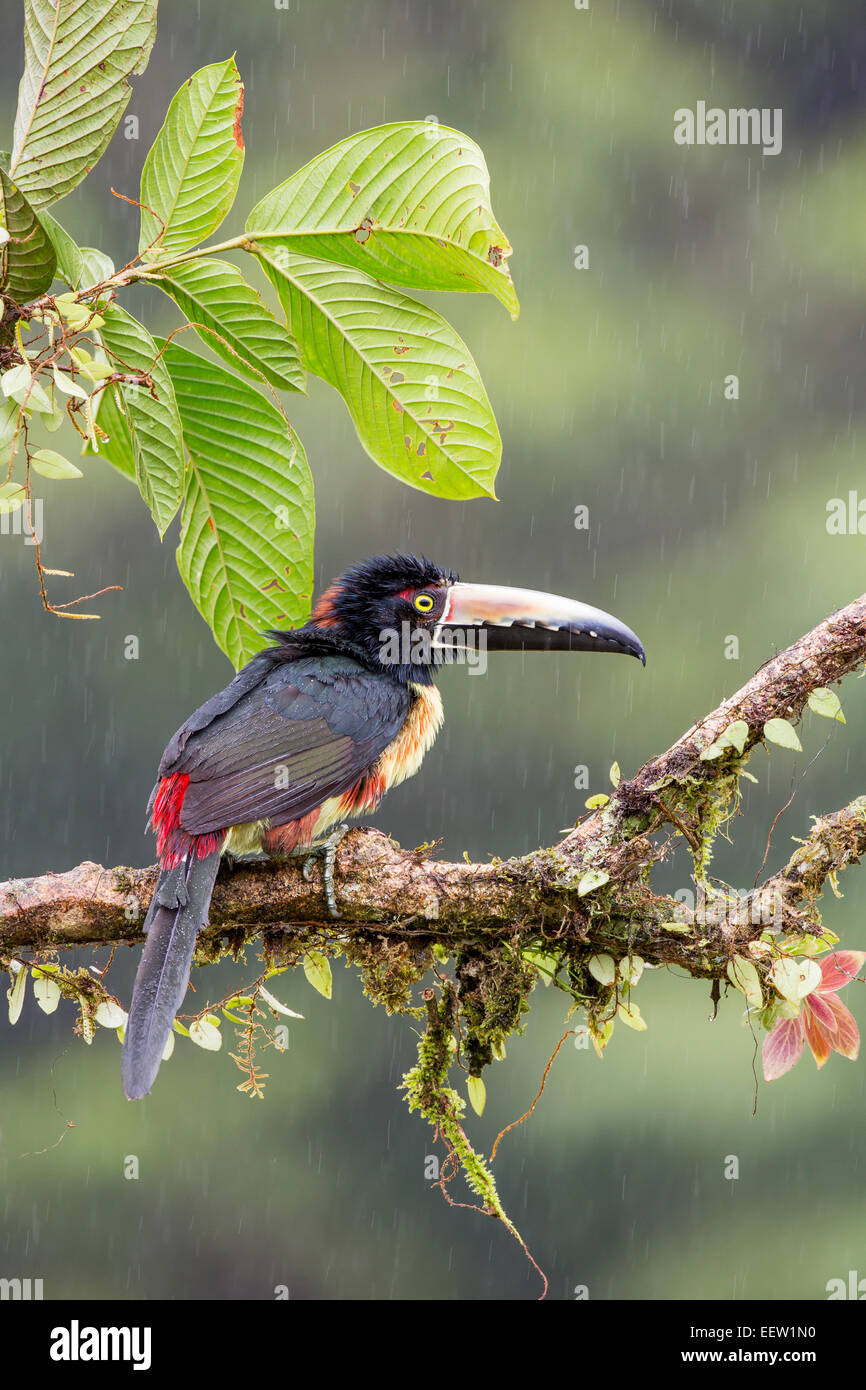 Collared Aracari Pteroglossus torquatus perched on mossy branch at Boca ...