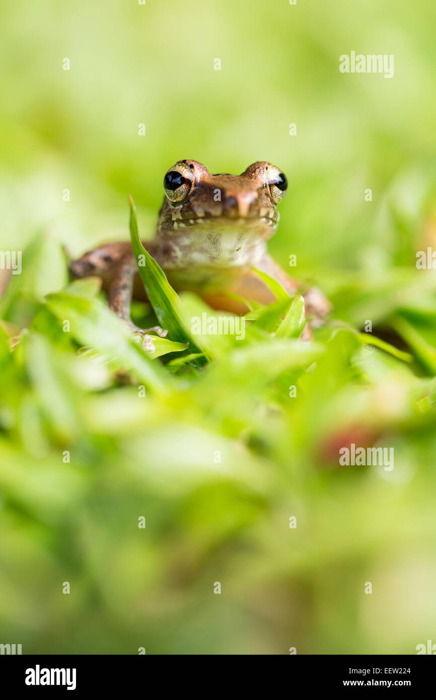 Common mexican tree frog hi-res stock photography and images - Alamy