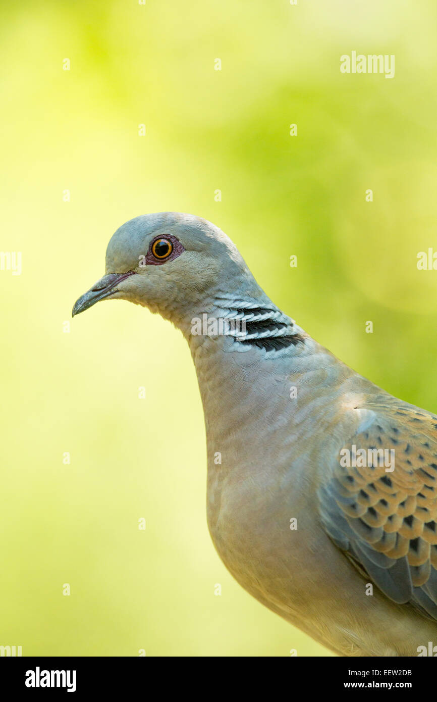 Dove with green background hi-res stock photography and images - Alamy
