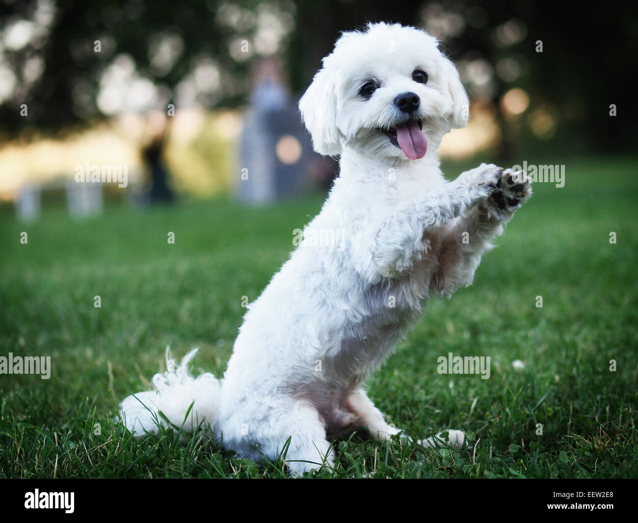 playing little white dog Stock Photo - Alamy