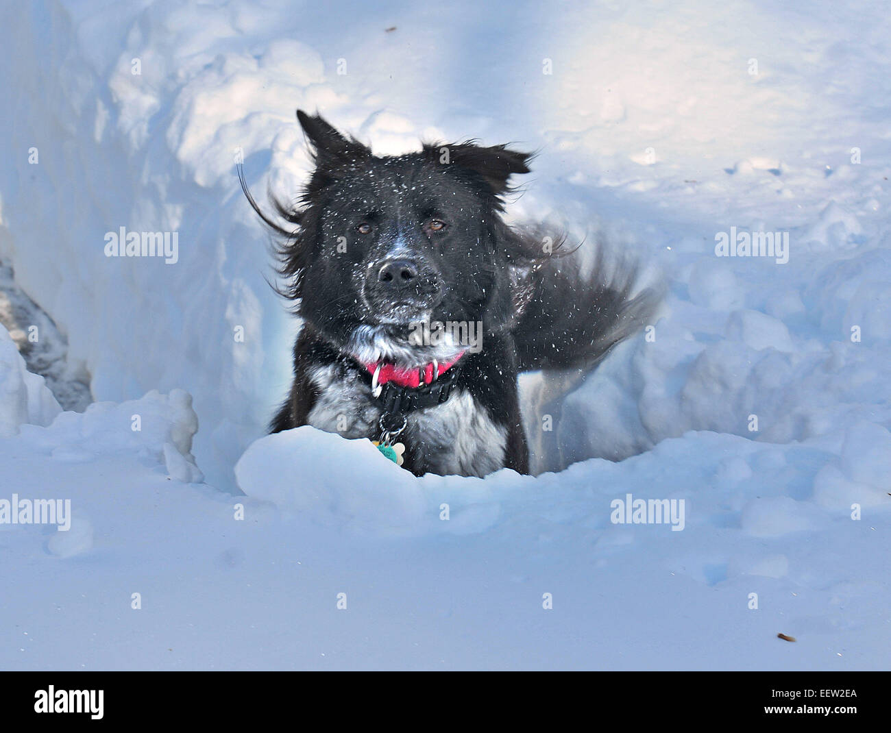 Dog playing in snow Stock Photo - Alamy
