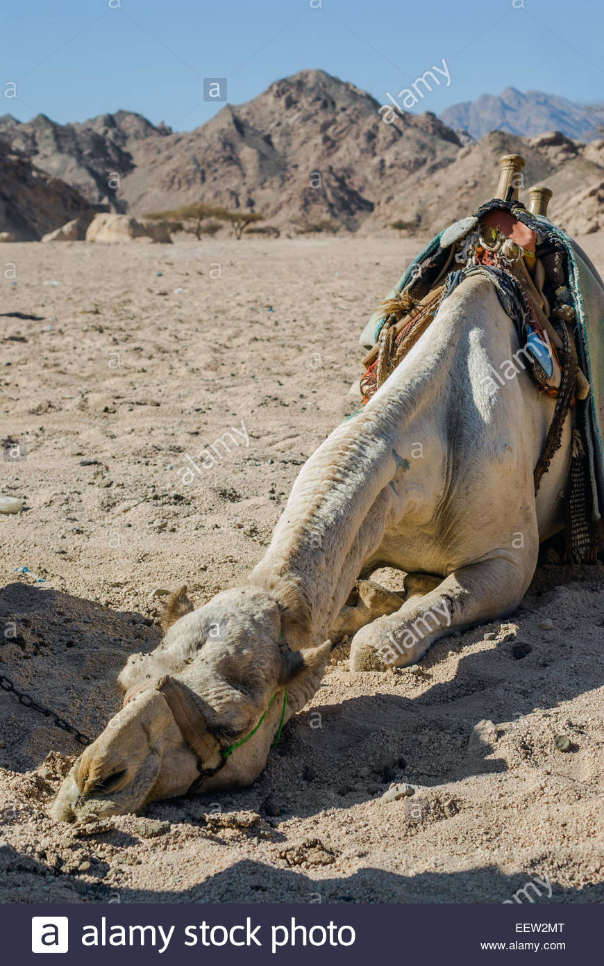 Camel Sitting Down Stock Photos & Camel Sitting Down Stock Images - Alamy
