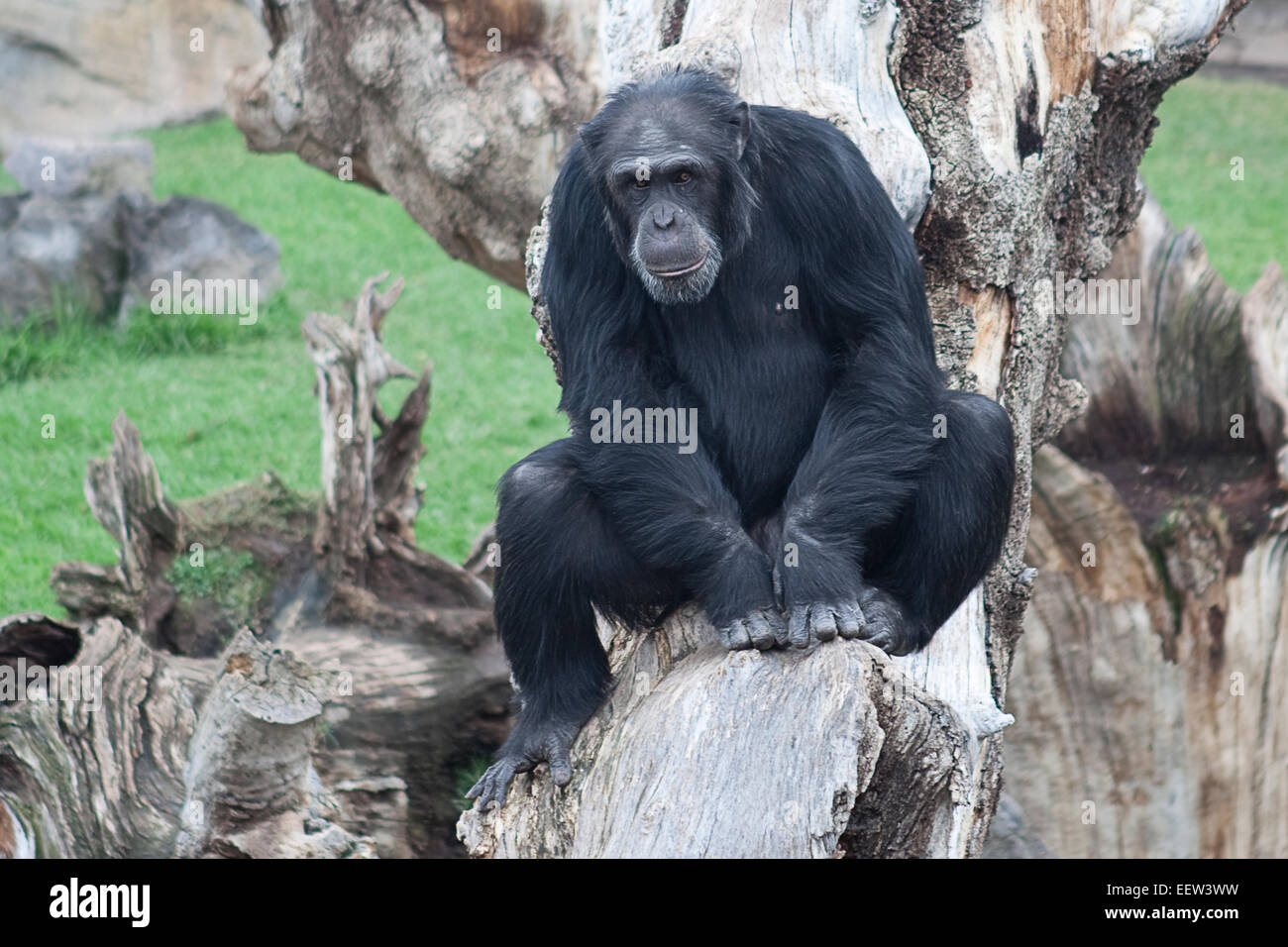 Primate male hi-res stock photography and images - Alamy