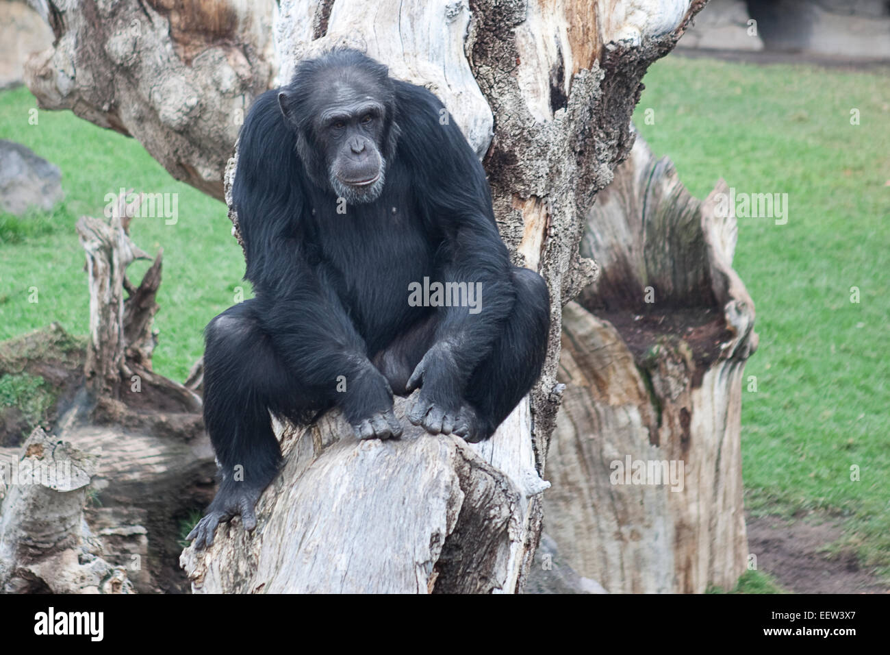 Male Chimpanzee Primate Stock Photo - Alamy