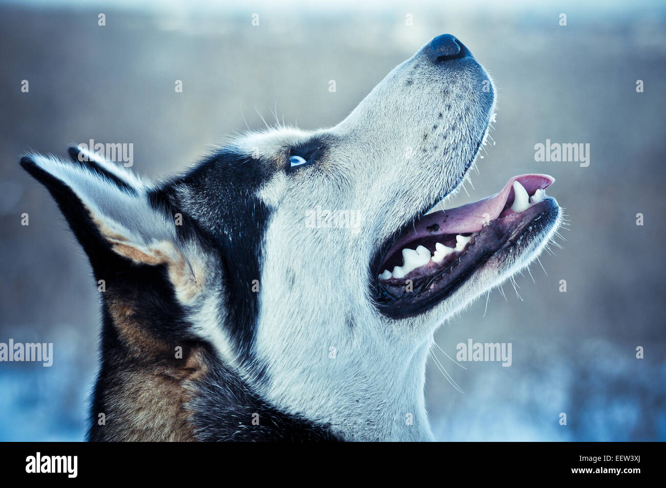 Siberian Husky dog in winter Stock Photo - Alamy