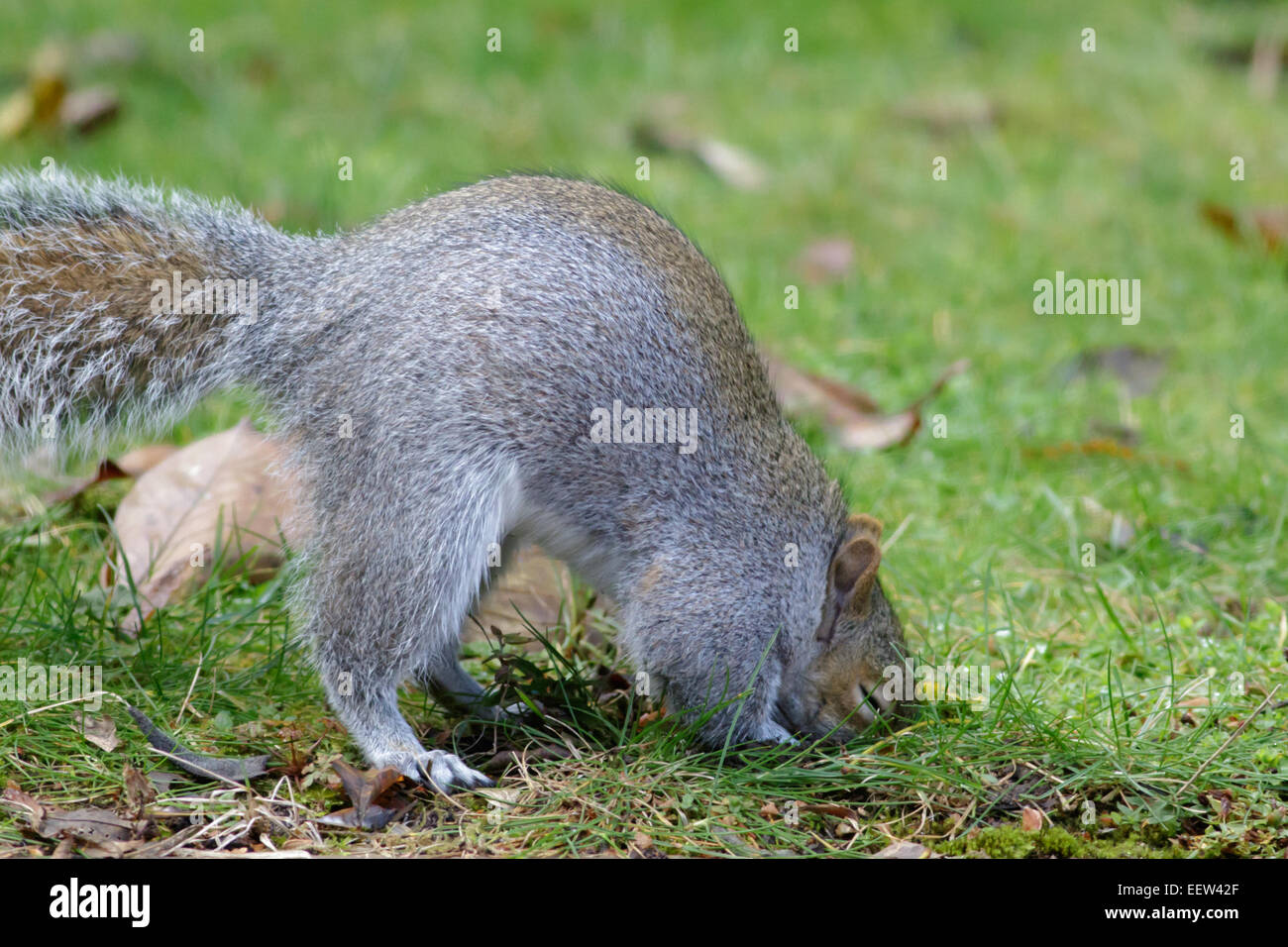 A Grey Squirrel buries his nuts Stock Photo - Alamy
