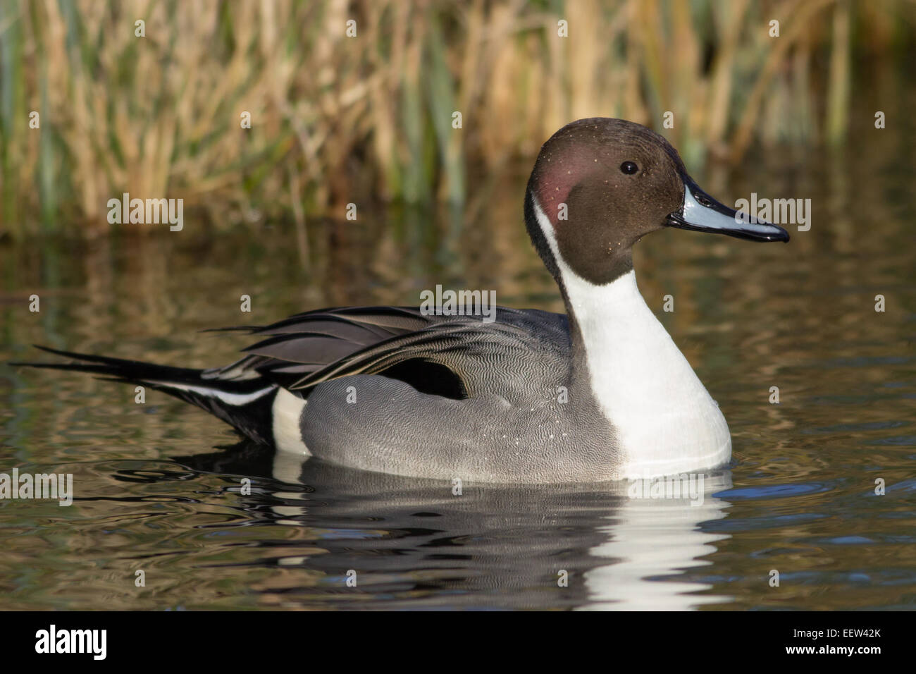 Pintail hi-res stock photography and images - Alamy