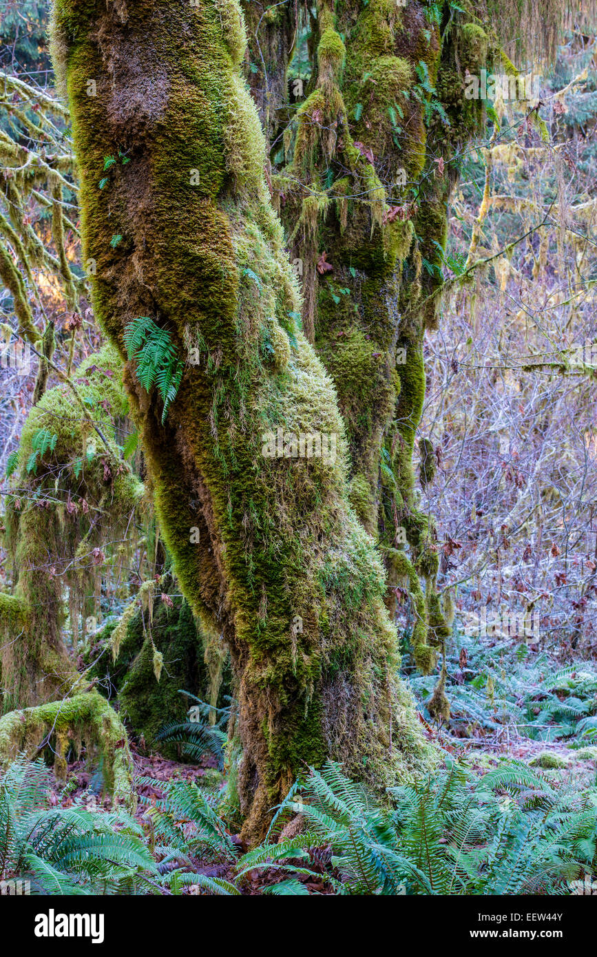 Bigleaf maple tree hi-res stock photography and images - Alamy