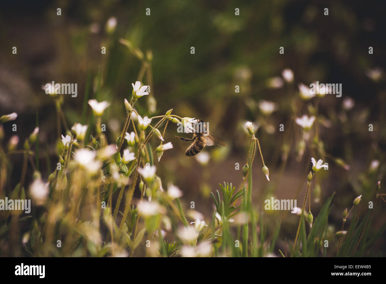 bee seating on white wild spring flower Stock Photo - Alamy