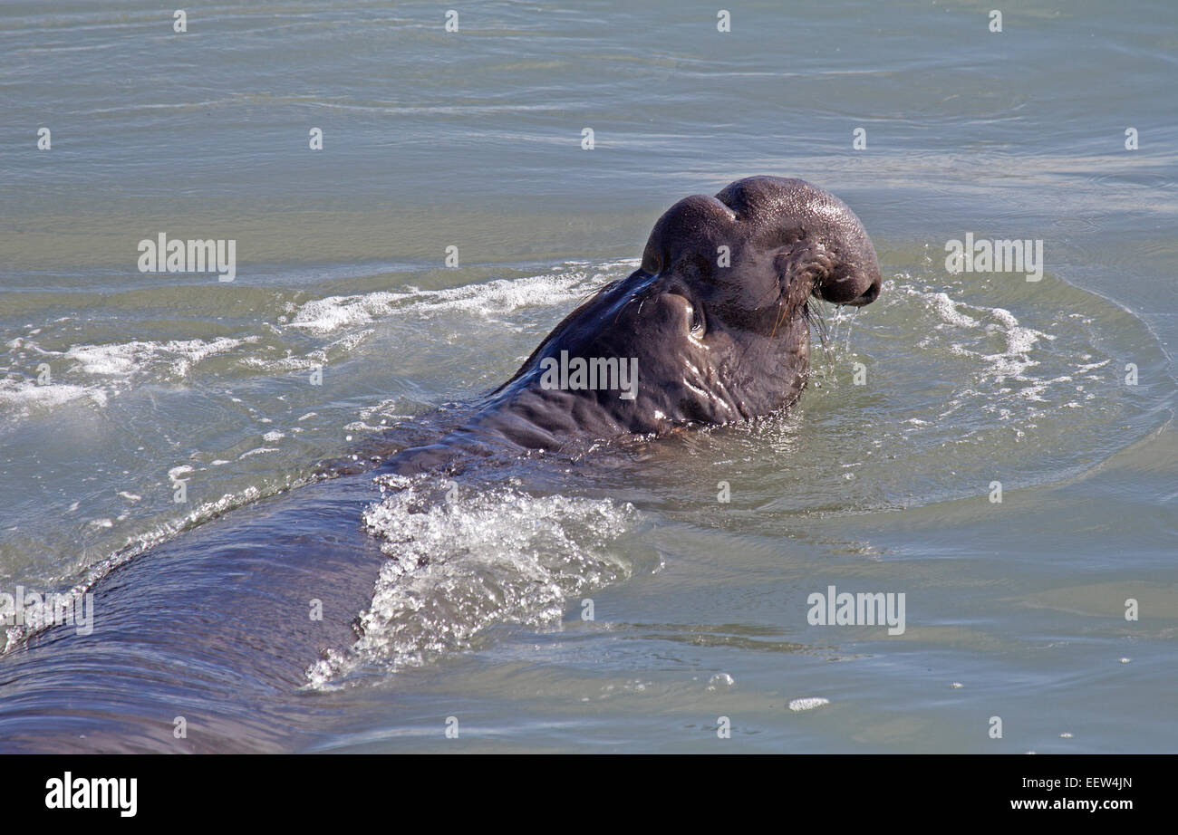 Elephant Seal Bull Swimming Stock Photo - Alamy