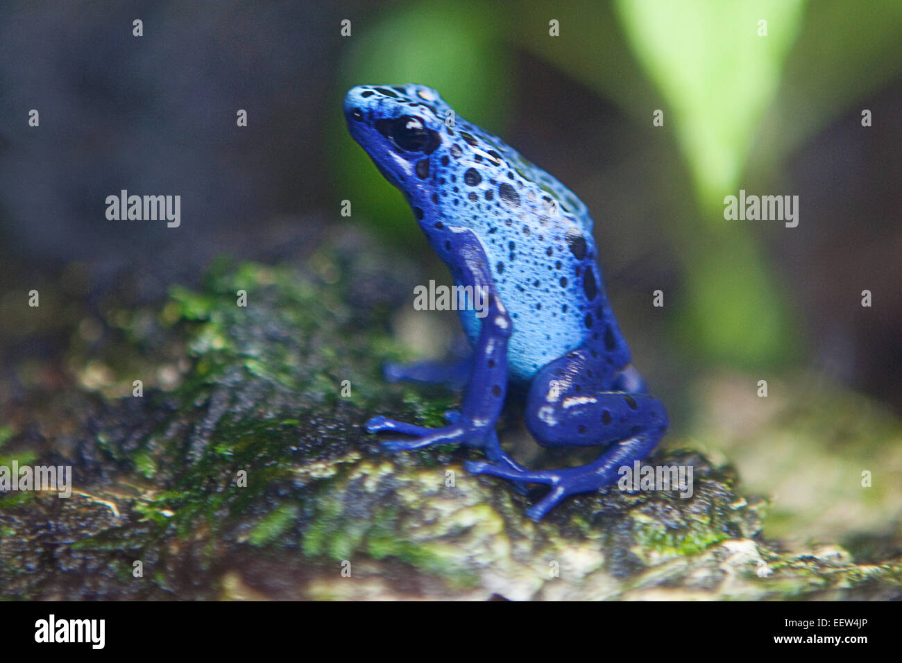Blue Frog Avatar Stock Photo - Alamy