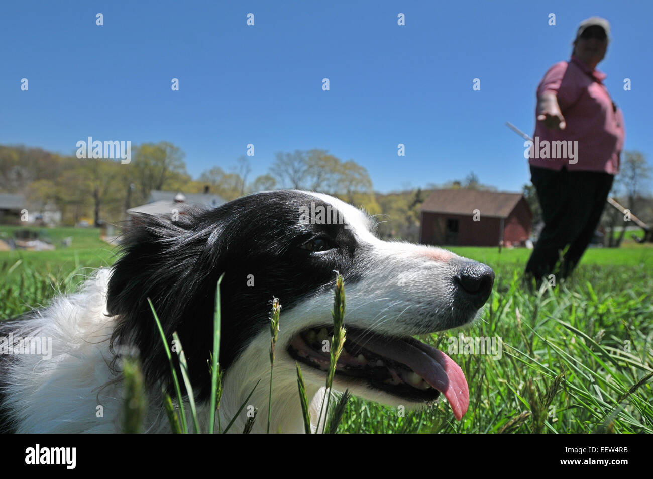 Sheepdogs hi-res stock photography and images - Alamy