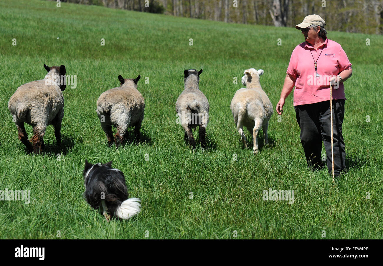 Sheep herder england hi-res stock photography and images - Alamy