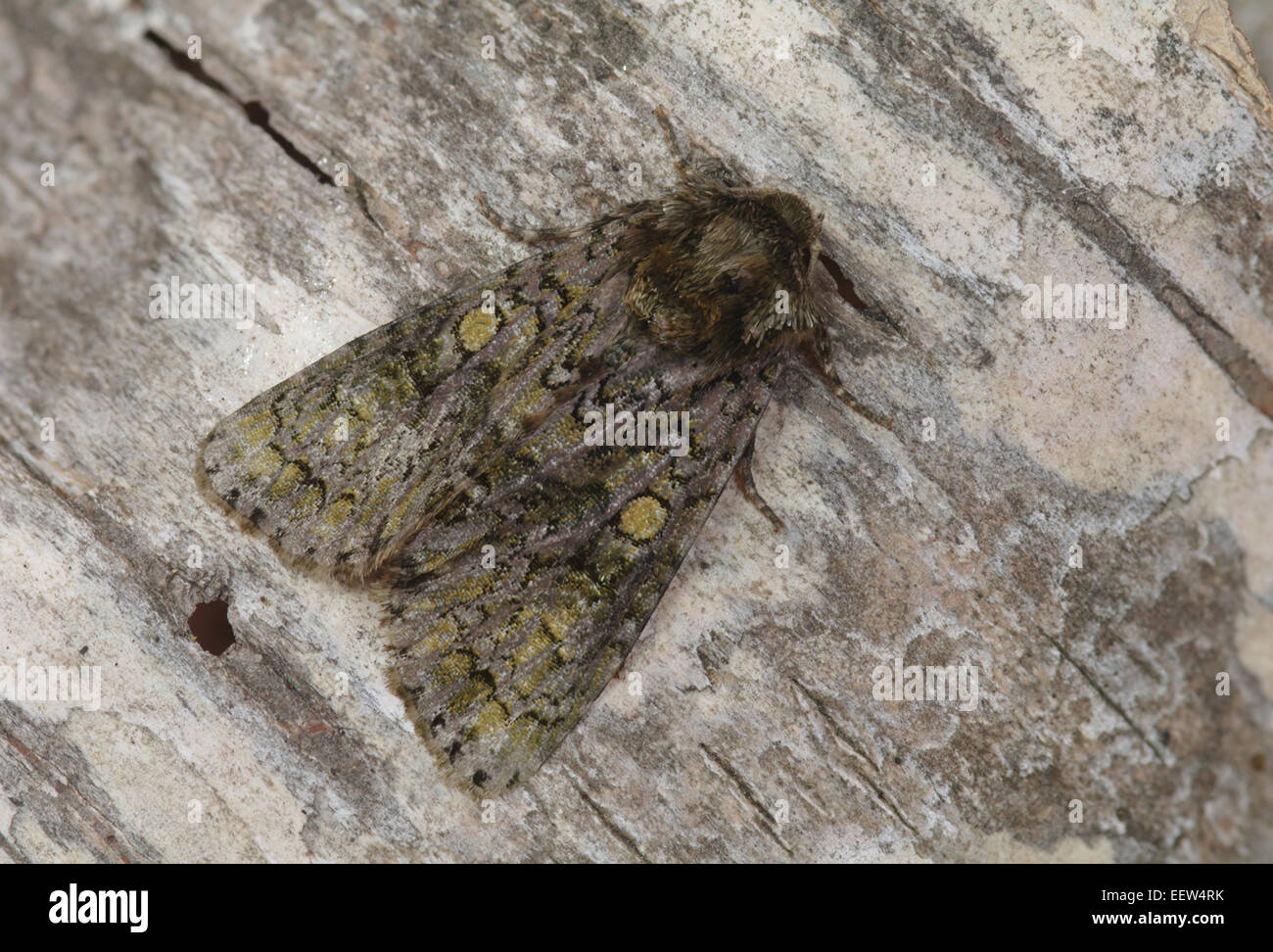 The dotted rustic moth - Rhyacia simulans Stock Photo - Alamy