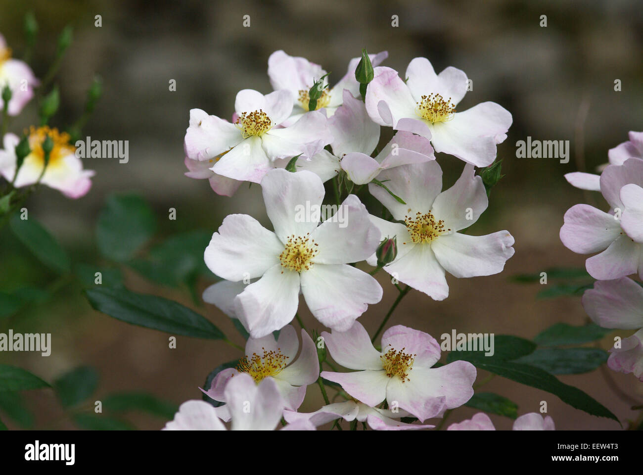Hybrid musk roses hi-res stock photography and images - Alamy