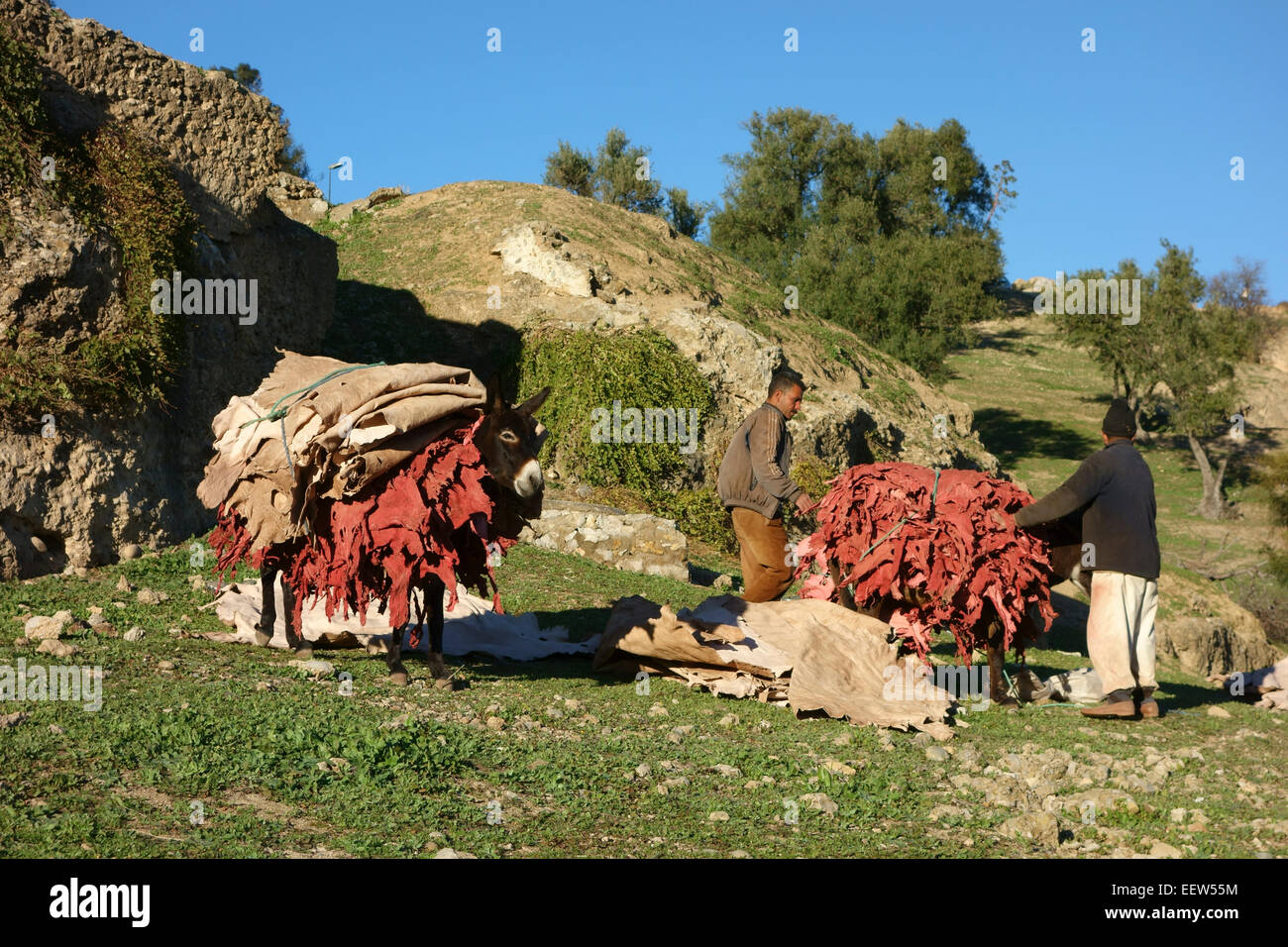Donkeys carrying load hi-res stock photography and images - Alamy