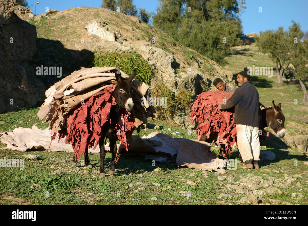 Donkeys loaded with piles of dyed animal skins to carry them back to ...