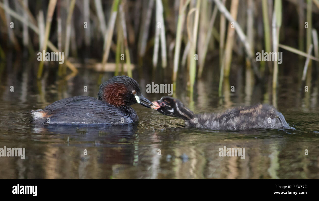 Little Grebe (Tachybaptus ruficollis) dabchick loon feeding young baby ...