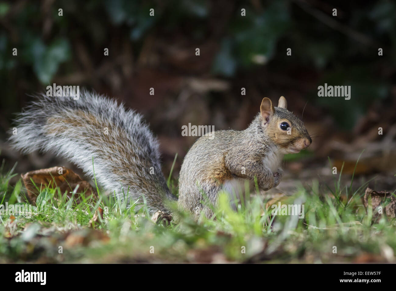 A Grey Squirrel Stock Photo - Alamy