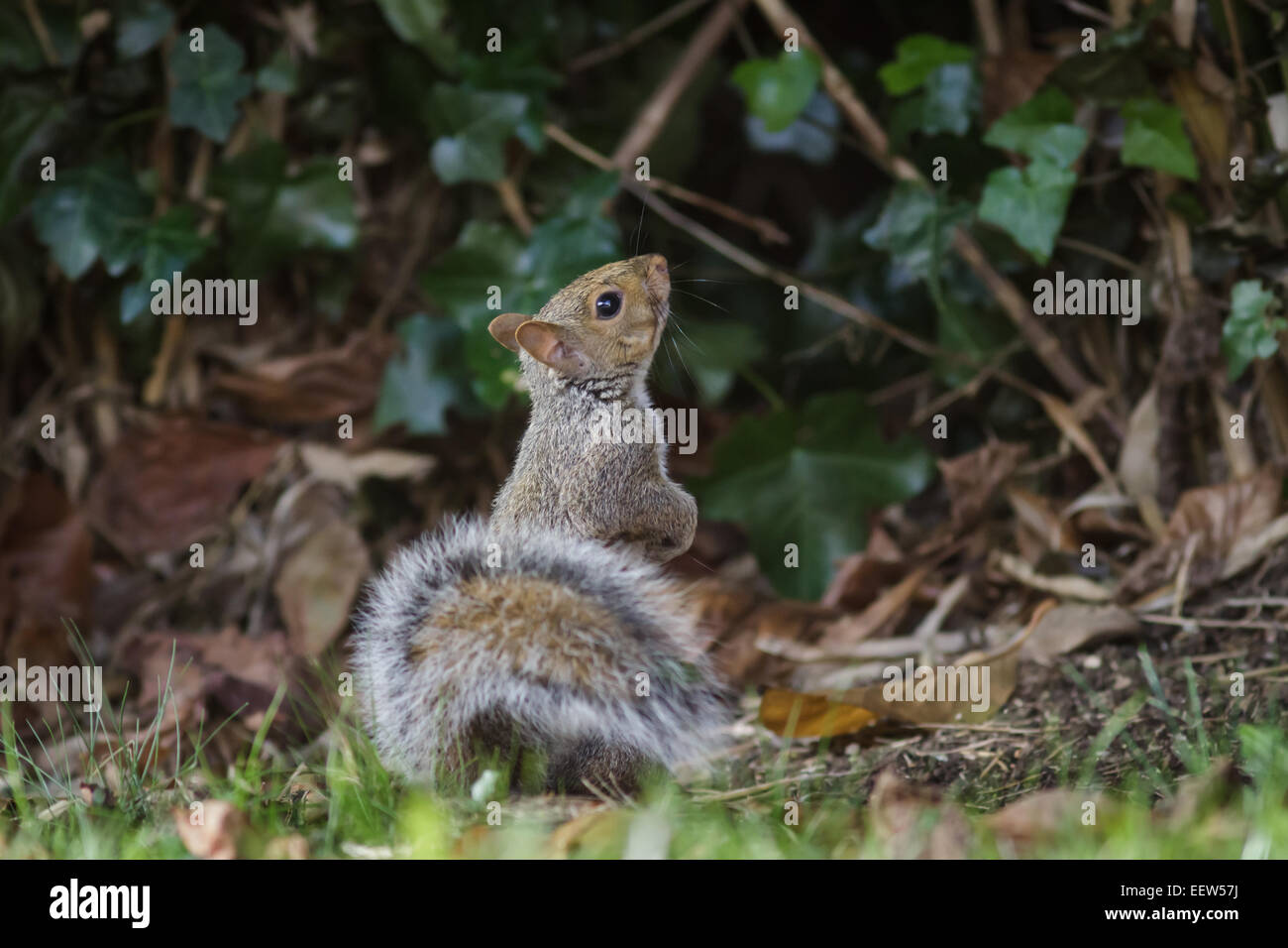 A Grey Squirrel looking up Stock Photo - Alamy