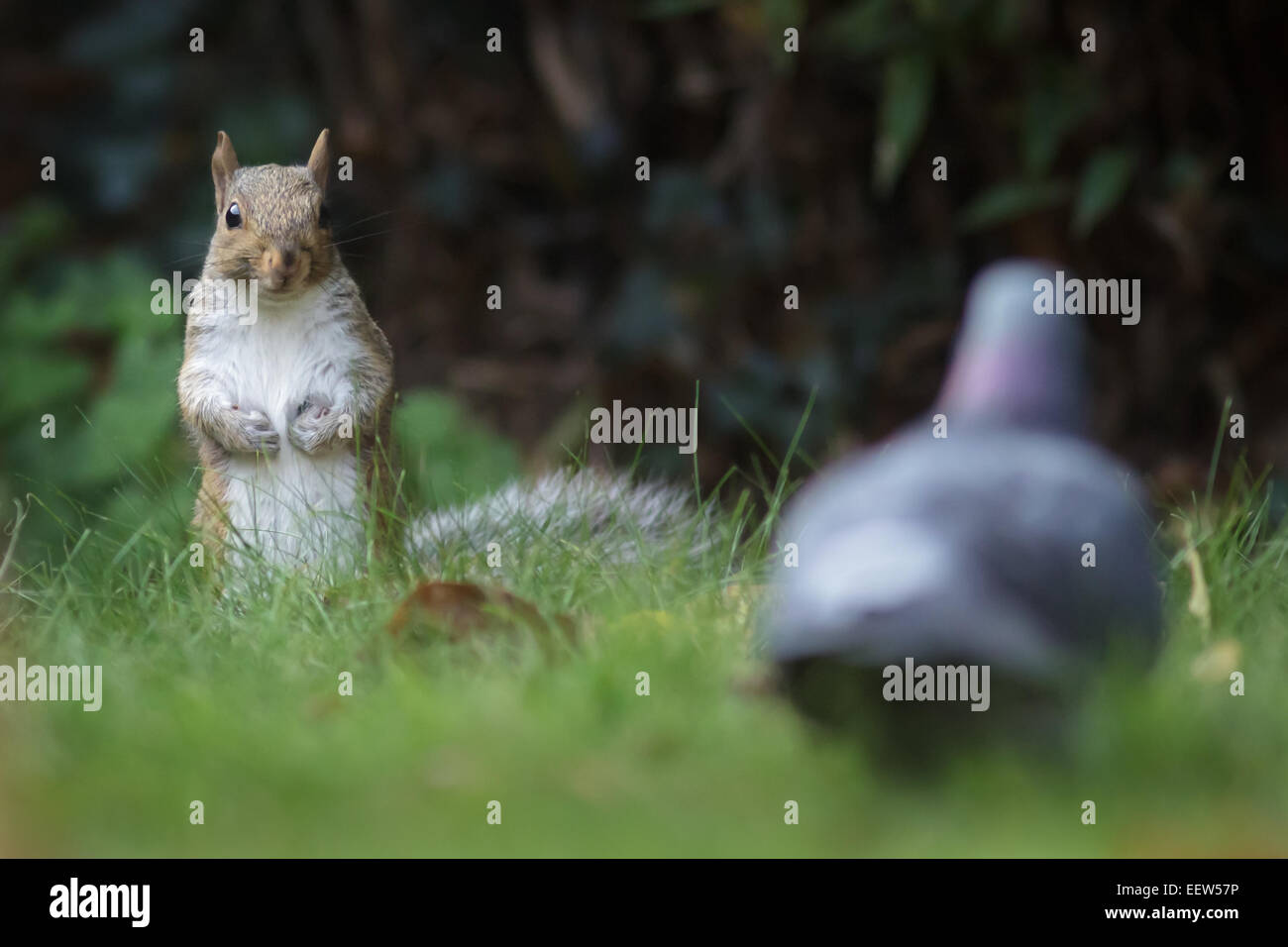 Squirrel pigeon hi-res stock photography and images - Alamy