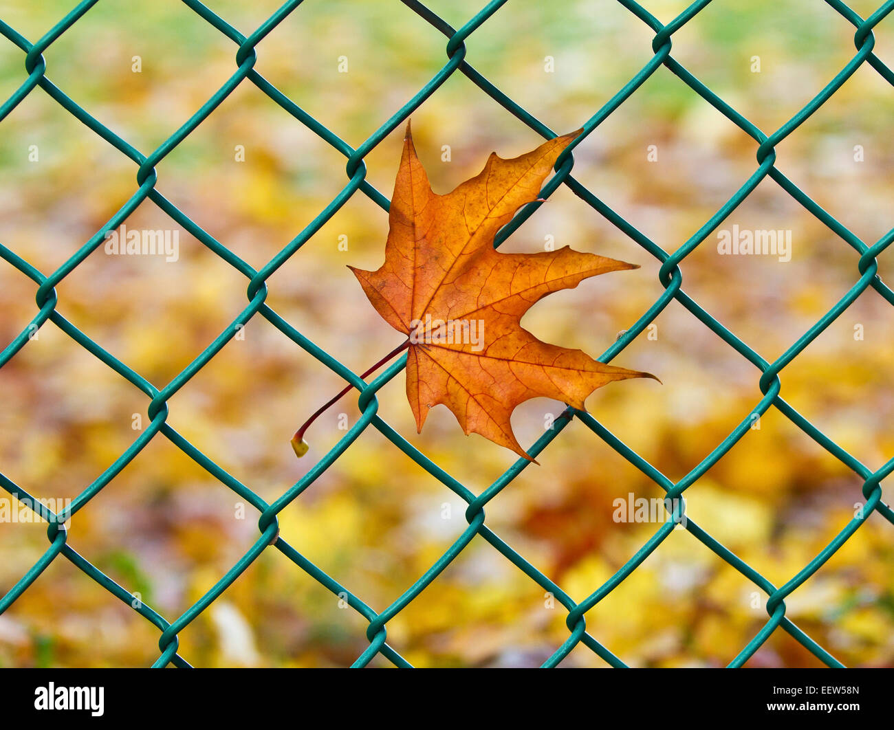 Autumn maple leaf trapped on a wire Stock Photo - Alamy