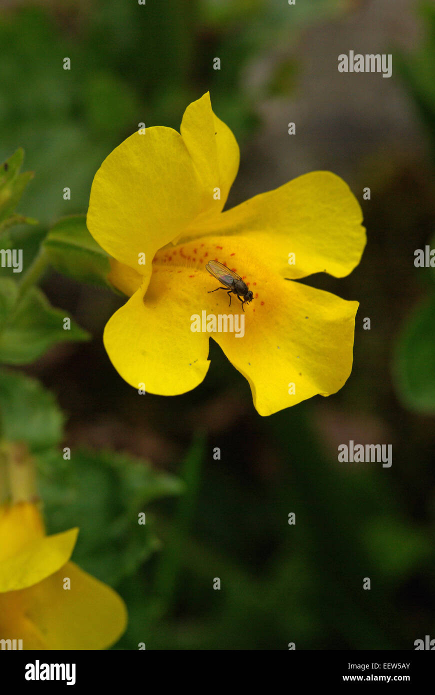 Mimulus Guttatus Stock Photos & Mimulus Guttatus Stock Images - Alamy