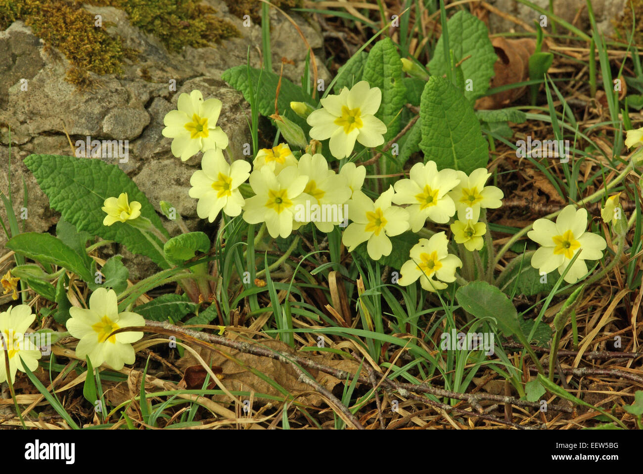 Wild primroses - Primula vulgaris Stock Photo - Alamy