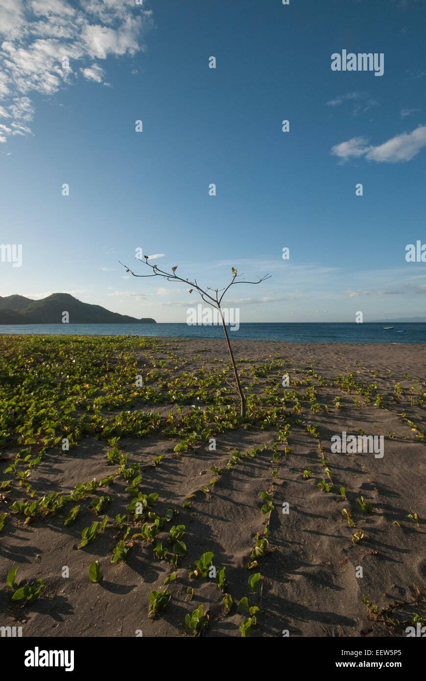 Tree on a beach of Costa Rica Stock Photo - Alamy