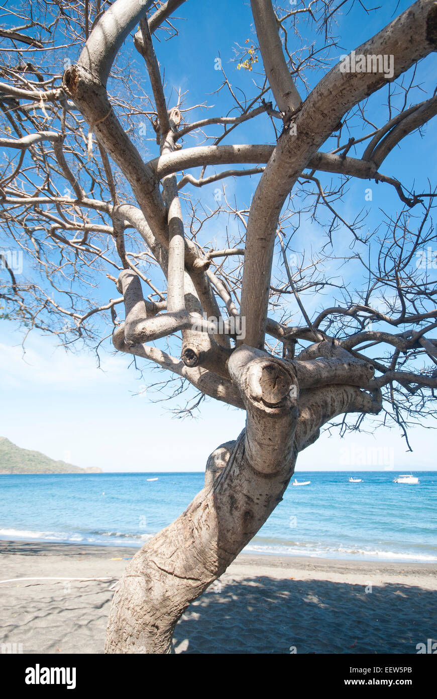 Tree on a beach of Costa Rica Stock Photo - Alamy
