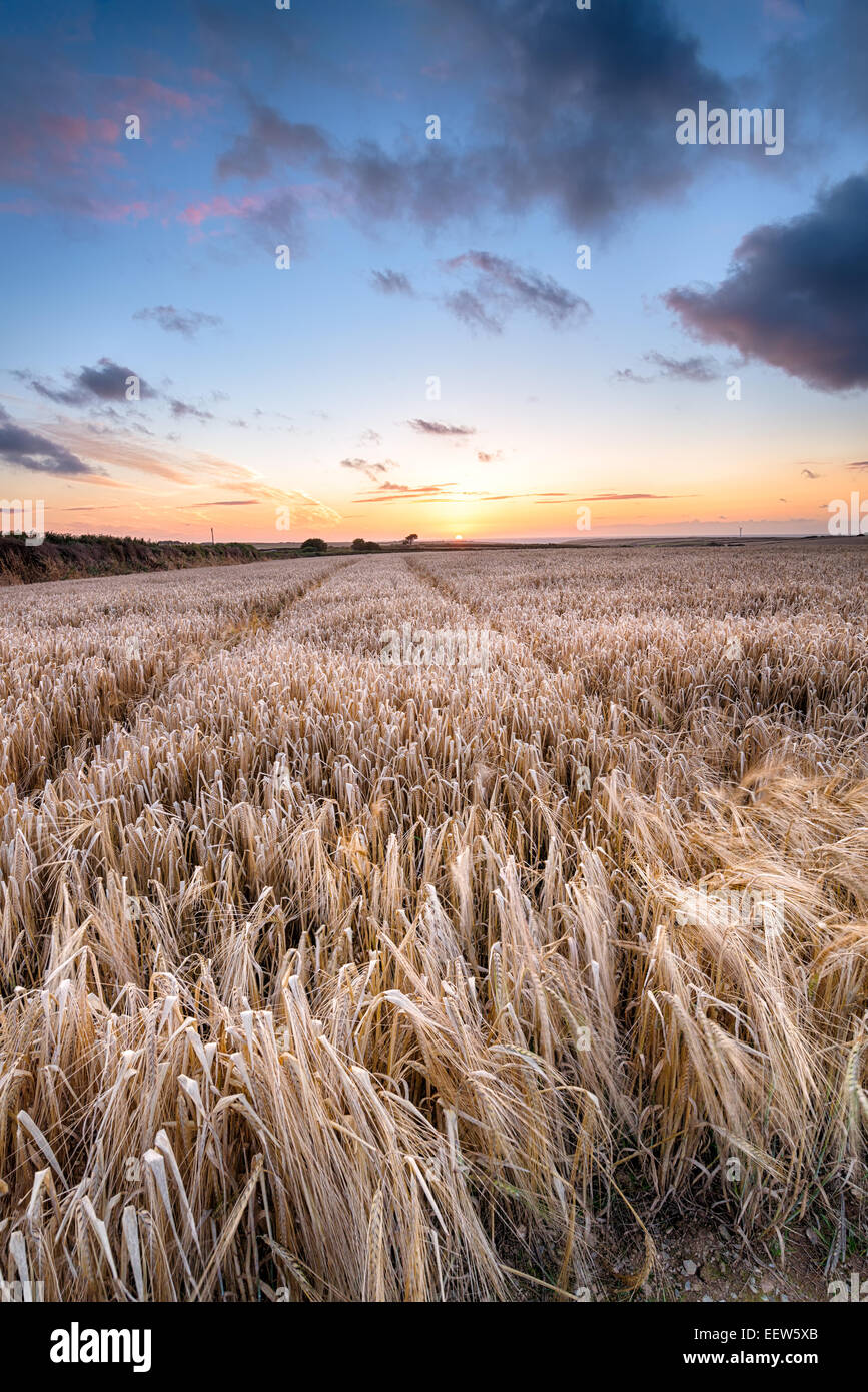 Fields of ripening Barley grain under a sunset sky near Padstow in ...